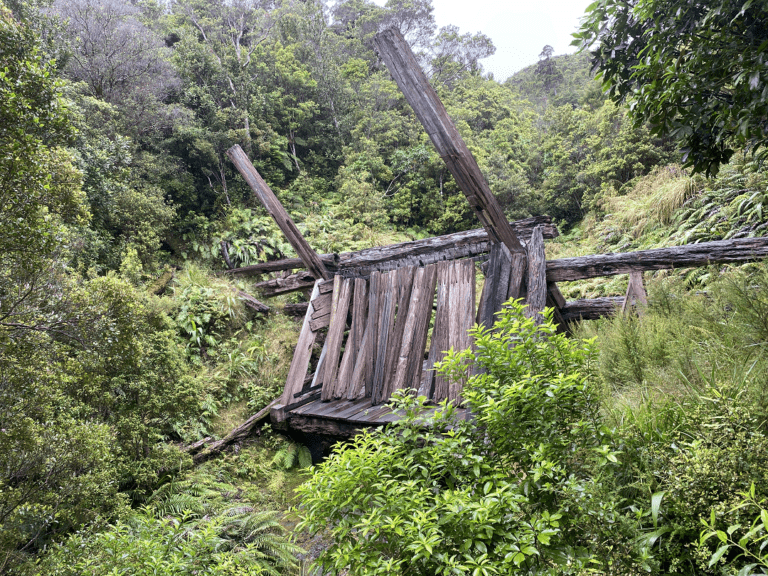 Step-by-Step Guide to the Kauaeranga Kauri Trail 'The Pinnacles ...
